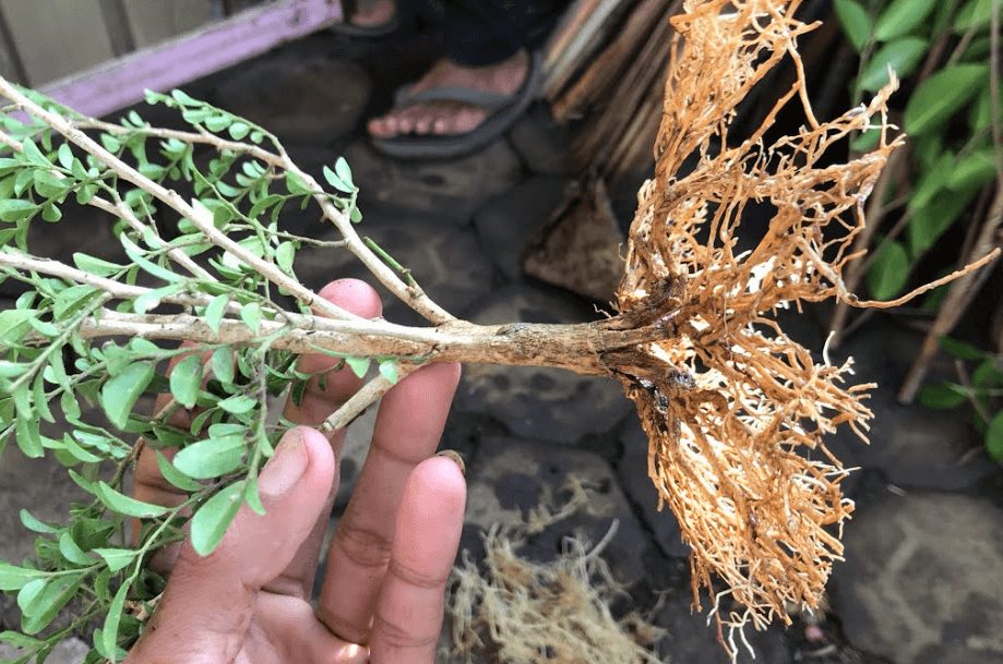 4 Manfaat Daun Kemuning untuk Kesehatan dan Kecantikan | Mumtaz Herbal